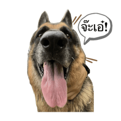 Tony & Kaitoon – สติกเกอร์ LINE | LINE STORE