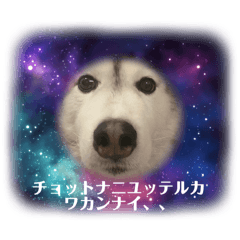 yaaaa_20240325114523 – สติกเกอร์ LINE | LINE STORE