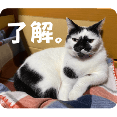 shinya’s cats - LINE スタンプ | LINE STORE