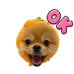 3 Pom – LINE stickers | LINE STORE