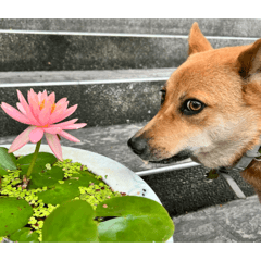 QWD - LINE スタンプ | LINE STORE