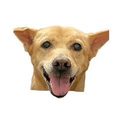 LA LA Dog.1 – LINE stickers | LINE STORE