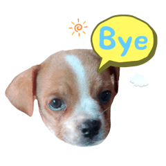 The dog01 – LINE stickers | LINE STORE