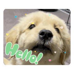 Heidi_20240428120347 – LINE stickers | LINE STORE