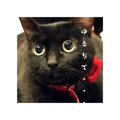 Pito_20240427231601 – LINE stickers | LINE STORE