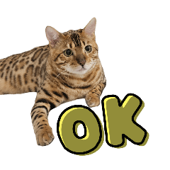 Owen_20240508224411 - Stiker LINE | LINE STORE