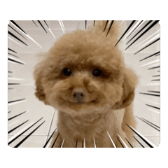 Haha.ha! – LINE stickers | LINE STORE