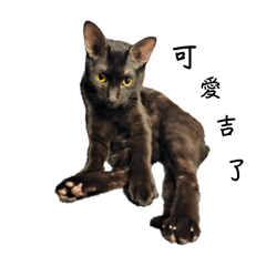 tanji is a cute cat – LINE stickers | LINE STORE