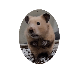 awawa_20240524012550 - Stiker LINE | LINE STORE