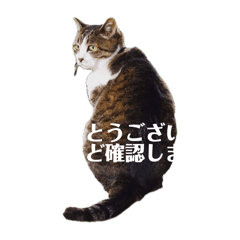 Shoko‘s cat stamp4 - LINE スタンプ | LINE STORE