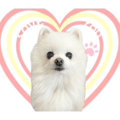 Chou Chou the Pomeranian – LINE stickers | LINE STORE