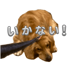 hirase_20240605231507 – LINE貼圖 | LINE STORE