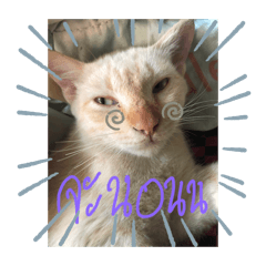 Meowmint – Stickers LINE | LINE STORE