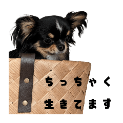 oniku_724_20240622230633 – LINE貼圖 | LINE STORE