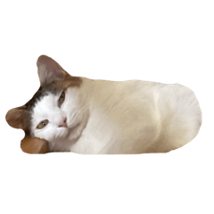 CAT_SLEEP – LINE stickers | LINE STORE
