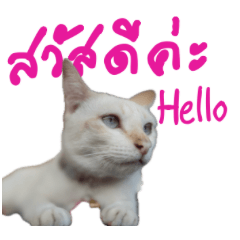 Chokki the lovely cat – สติกเกอร์ LINE | LINE STORE