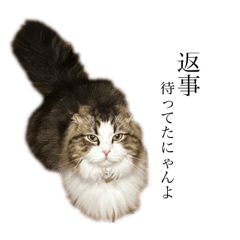 Alo_20240724151258 – สติกเกอร์ LINE | LINE STORE