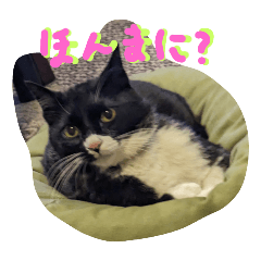 puki_20240728162453 – สติกเกอร์ LINE | LINE STORE