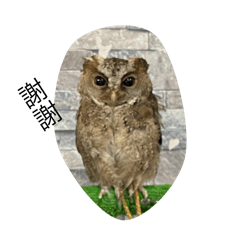 Kinopio_20240804162712 - LINE スタンプ | LINE STORE