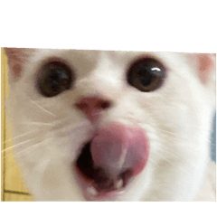 Nobi_20240824013424 – LINE stickers | LINE STORE