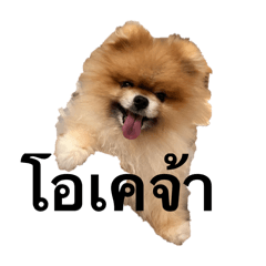 Toto the drama dog v2 – สติกเกอร์ LINE | LINE STORE