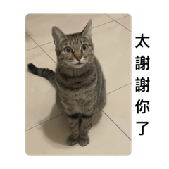 Gamma talk – LINE stickers | LINE STORE