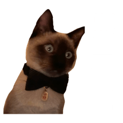 Siamese cat Omi and her best dog friend – LINE stickers | LINE STORE