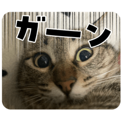 yumi shimura_20241014183523 – LINE stickers | LINE STORE