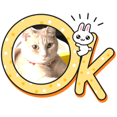 Latte Qoo_20241025084738 – LINE stickers | LINE STORE