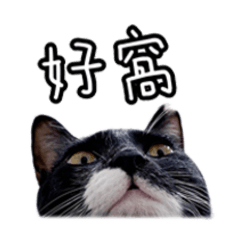 Bono LOVE_20241026110110 – LINE stickers | LINE STORE