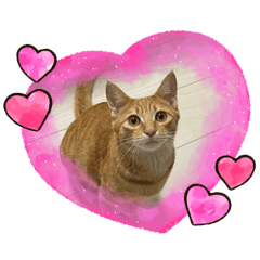 HOSHINO_20241028033145 – LINE貼圖 | LINE STORE
