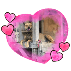 Showshow_20241103134644 - LINE スタンプ | LINE STORE