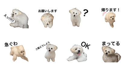 【スタンプ無料GET!】 サンファ 1｜ Stampick! （スタンピック）