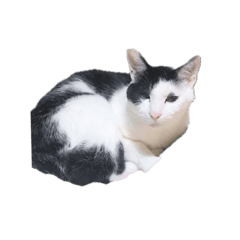 Knao | Yabe-LINE貼圖代購 | 台灣No.1，最便宜高效率的代購網