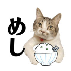 6にゃんず 第1弾 - LINE スタンプ | LINE STORE