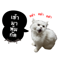 Freaky_cat – LINE stickers | LINE STORE