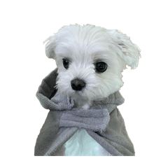 Maltese Kubi - LINE スタンプ | LINE STORE