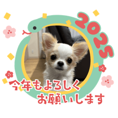 moca_chihuahua – LINE 스티커 | LINE STORE