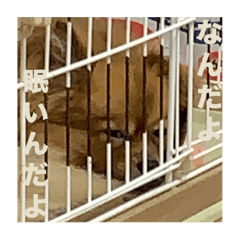 zoooo_20241227221002 – LINE stickers | LINE STORE