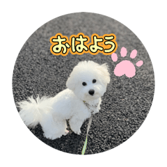 puriko_20241229135039 – LINE stickers | LINE STORE