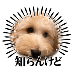 arashi_20250111173448 – LINE stickers | LINE STORE