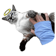 shi-fu moew – LINE stickers | LINE STORE