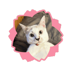 Cream-cheese – LINE stickers | LINE STORE