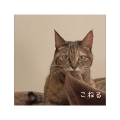 Nyanchu_20250201204945 – สติกเกอร์ LINE | LINE STORE