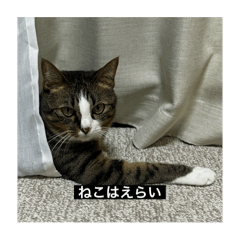 kome_20250201231237 – LINE stickers | LINE STORE