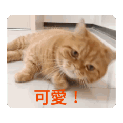 You Meow Meow – LINE貼圖 | LINE STORE