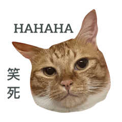 Chibo&Fafa – LINE貼圖 | LINE STORE