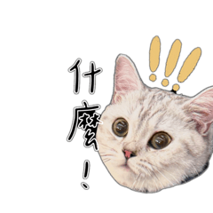 Jager cat - LINE スタンプ | LINE STORE