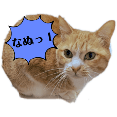 moca_202502 – LINE 스티커 | LINE STORE