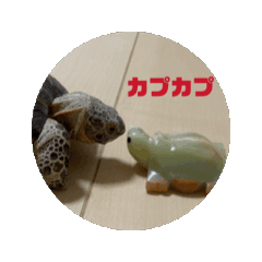 SHIDO_20250206204940 – LINE貼圖 | LINE STORE